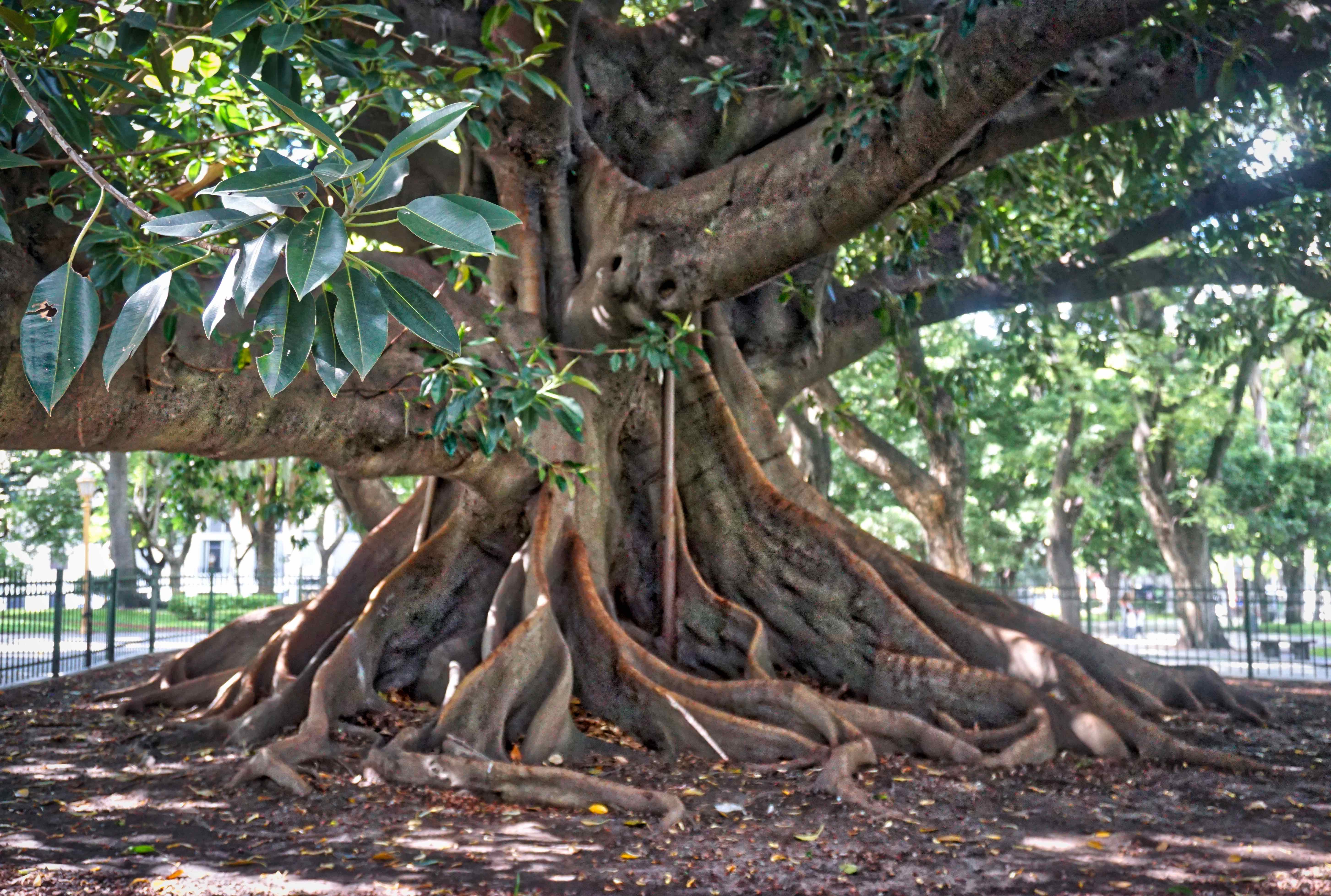 Meet me under the Ombú tree – Travels With My Ant